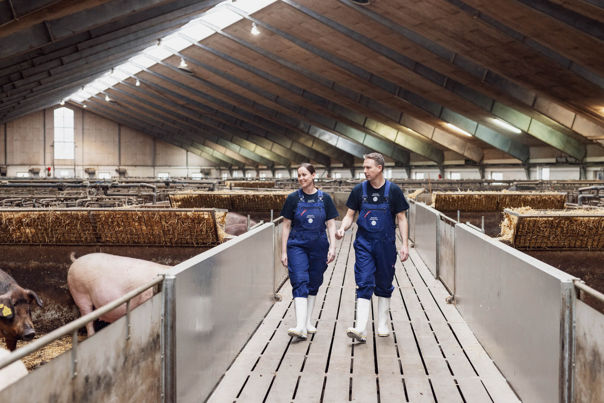 Guide: Fremtidens svineavl - Danish Pig Genetics